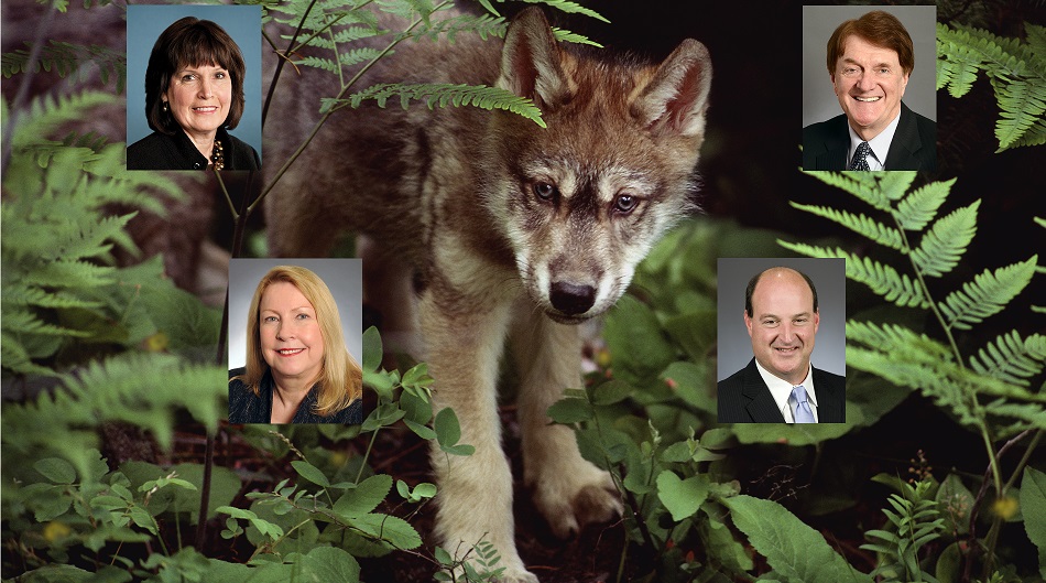 Howling For Wolves | Stop The Wolf Hunt - Save Minnesota's Gray Wolves