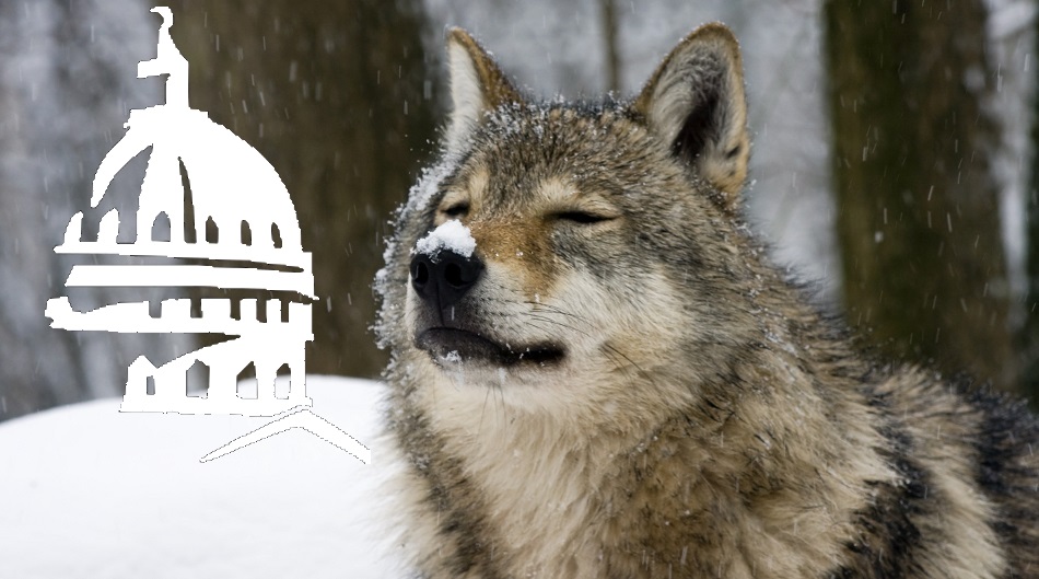 Howling For Wolves | Stop The Wolf Hunt - Save Minnesota's Gray Wolves